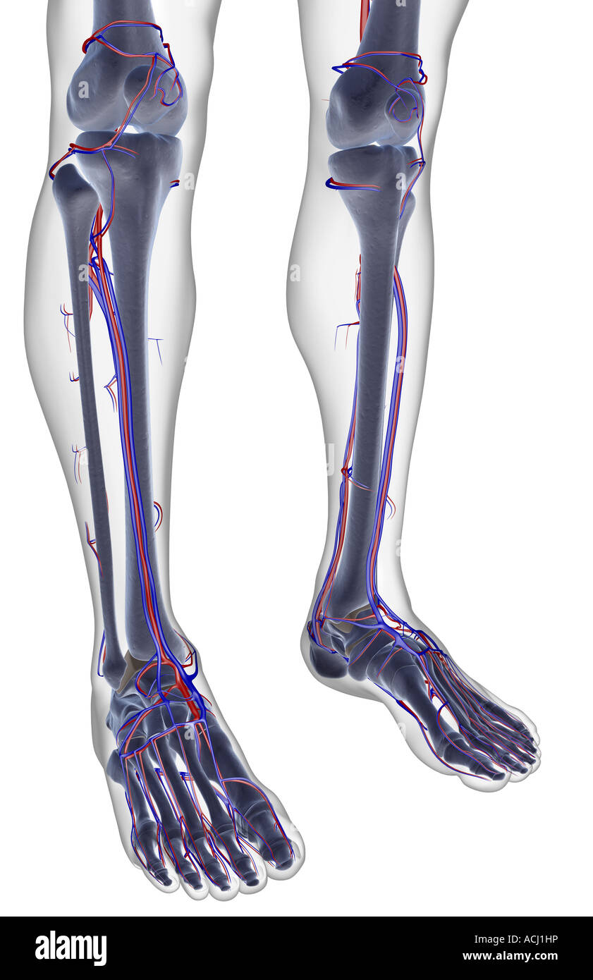 The blood supply of the leg Stock Photo - Alamy