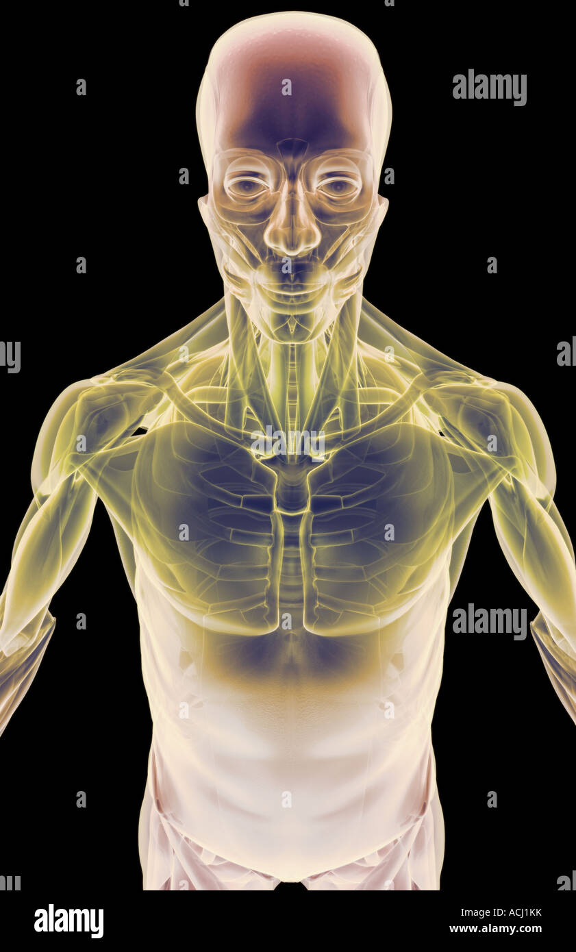 Upper chest muscles anatomy hi-res stock photography and images - Alamy