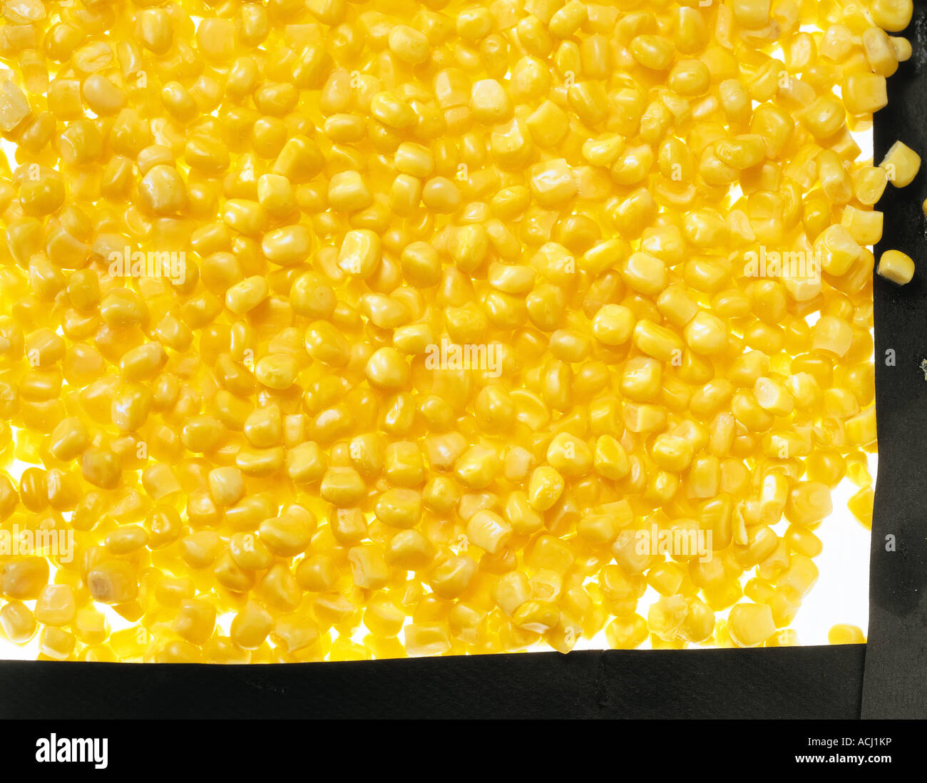 Corn seed on white background Stock Photo - Alamy