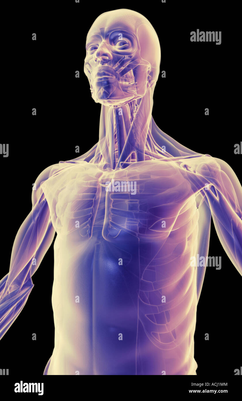 The muscles of the upper body Stock Photo - Alamy