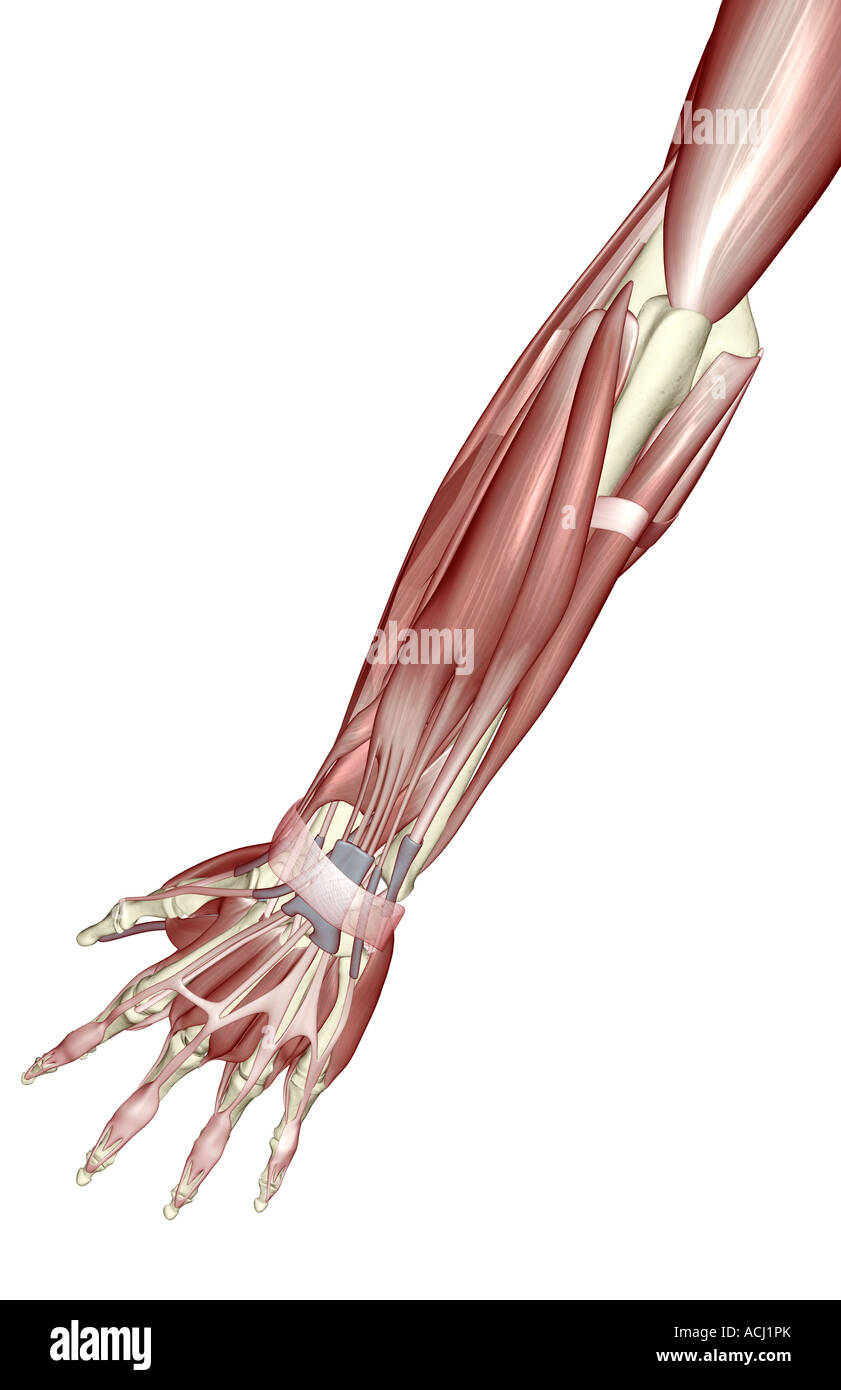 The muscles of the forearm Stock Photo - Alamy
