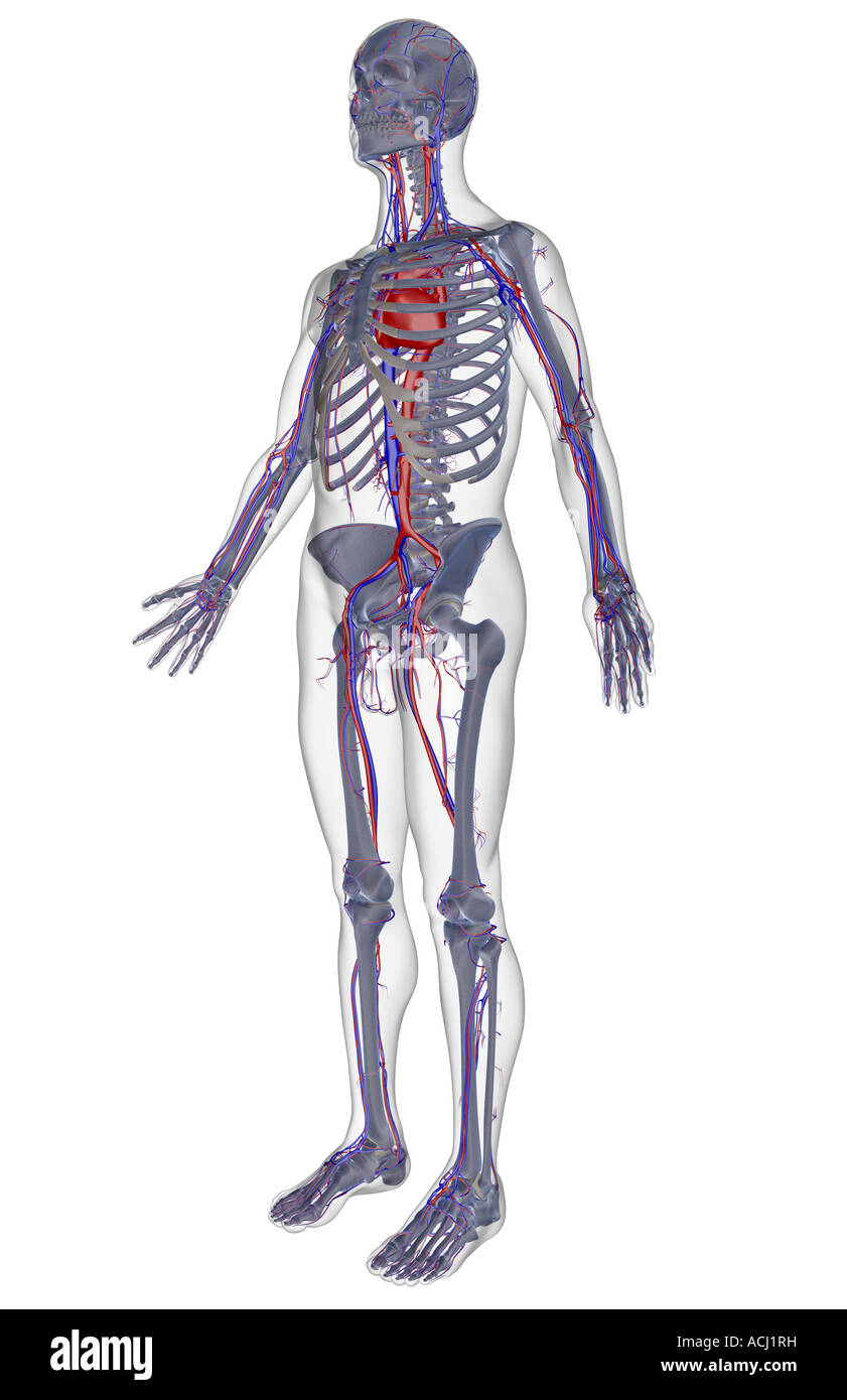 The vascular system Stock Photo - Alamy