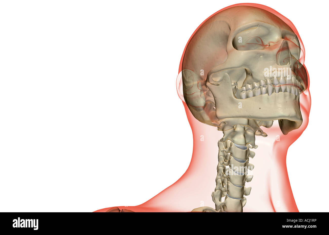 The bones of the head and neck Stock Photo - Alamy