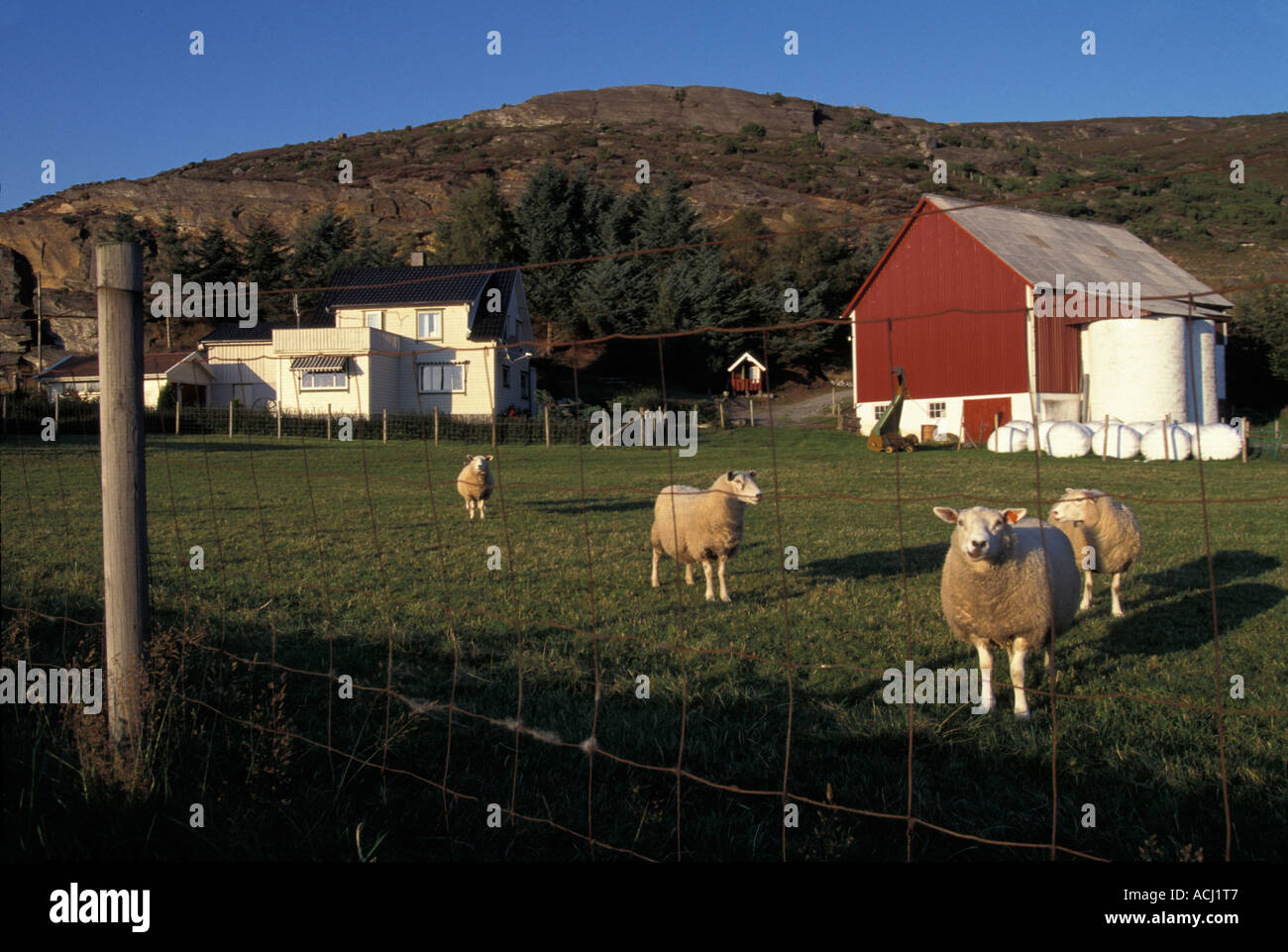 Europe Norway Sheep farm along the Sirafjord near Kopervik north of ...