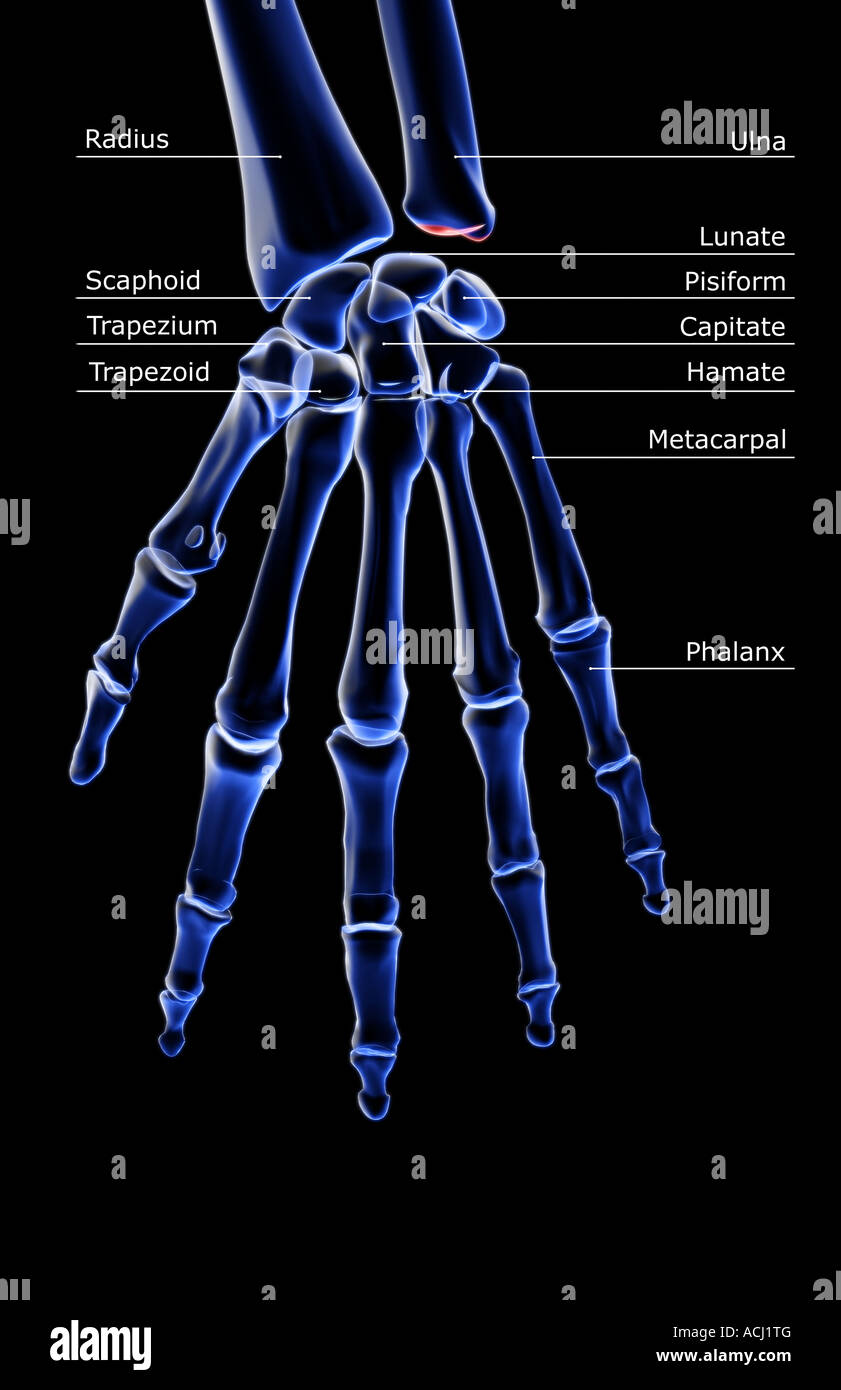 The bones of the hand Stock Photo - Alamy