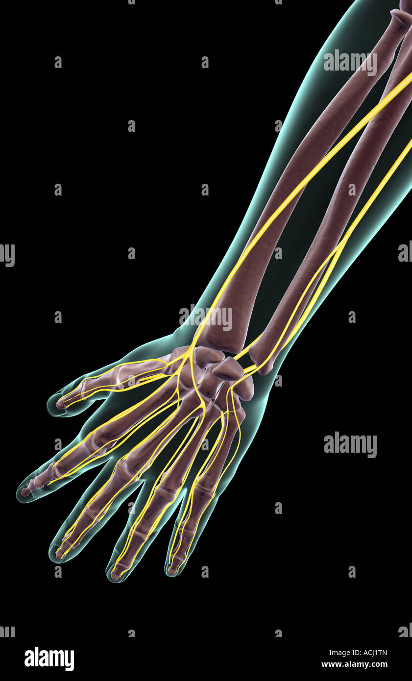 Nerves Arm High Resolution Stock Photography and Images - Alamy