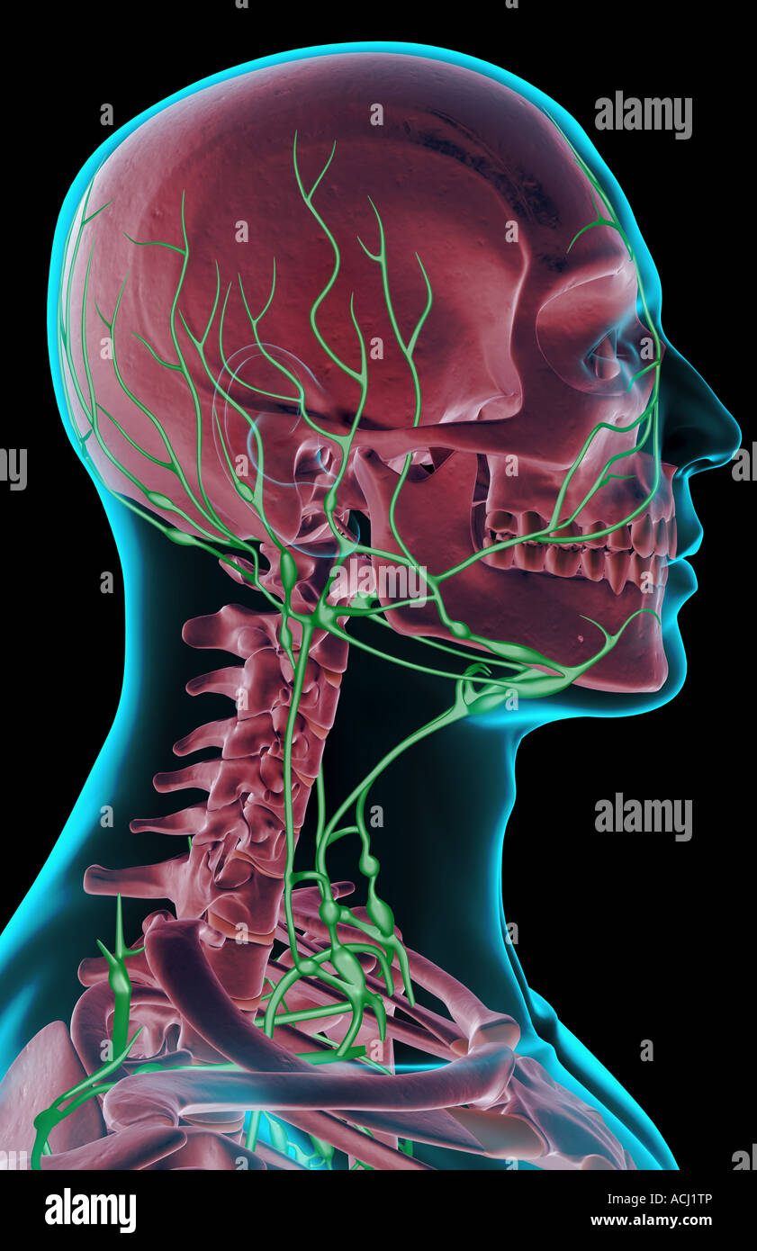 The lymph supply of the head neck and face Stock Photo - Alamy