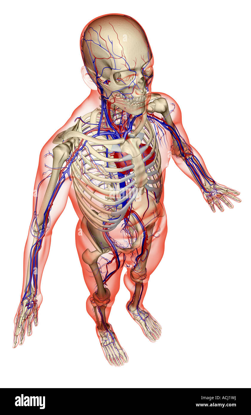 The vascular system Stock Photo - Alamy