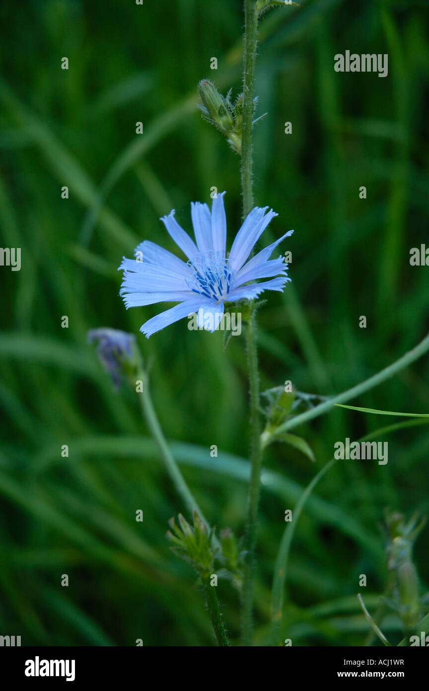 Chicory Cichorium intybus flower Stock Photo - Alamy