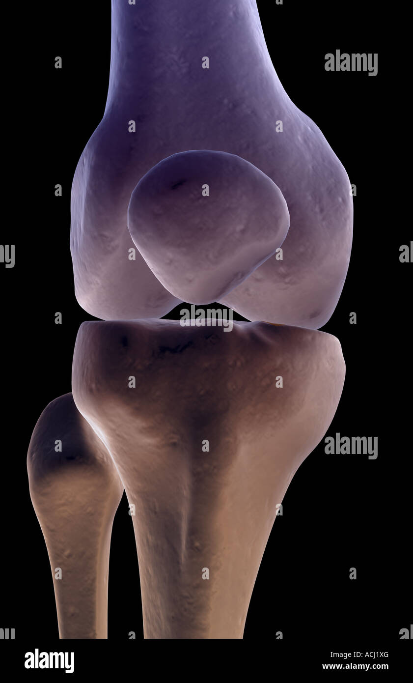 The bones of the knee Stock Photo - Alamy