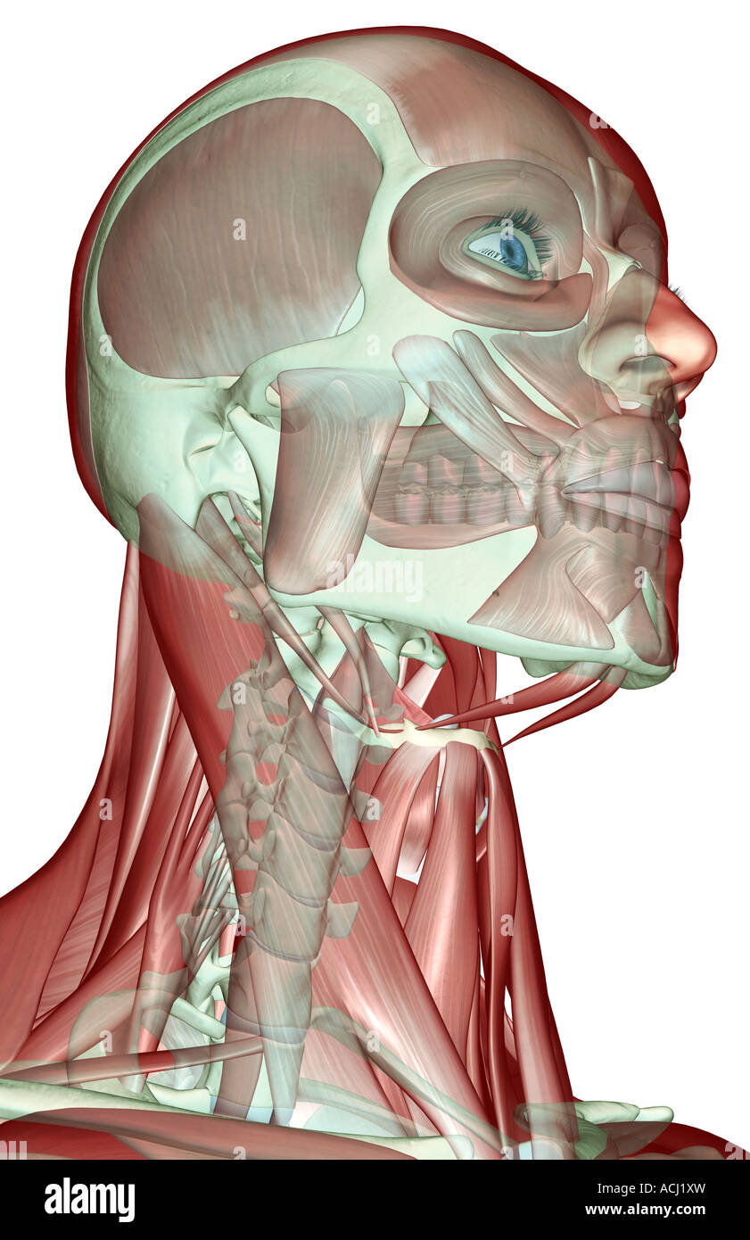 The musculoskeleton of the head and neck Stock Photo - Alamy