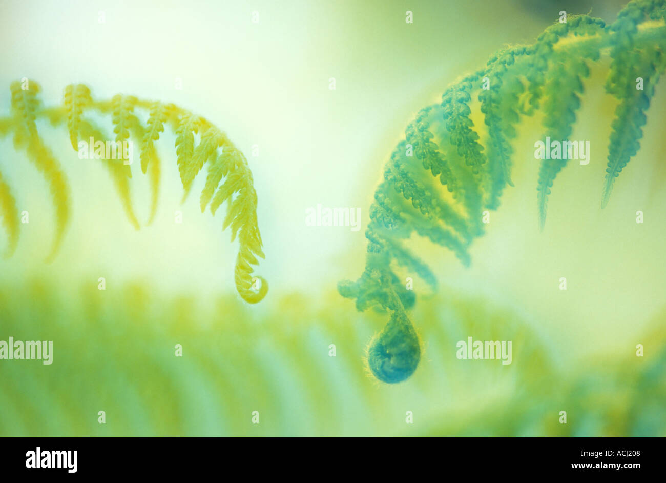 Fern leaves (Dicksonia antarctica). Double exposure Stock Photo - Alamy