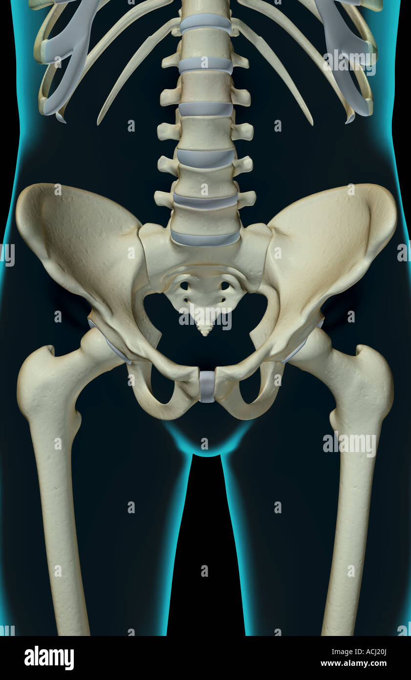 The bones of the pelvis Stock Photo - Alamy