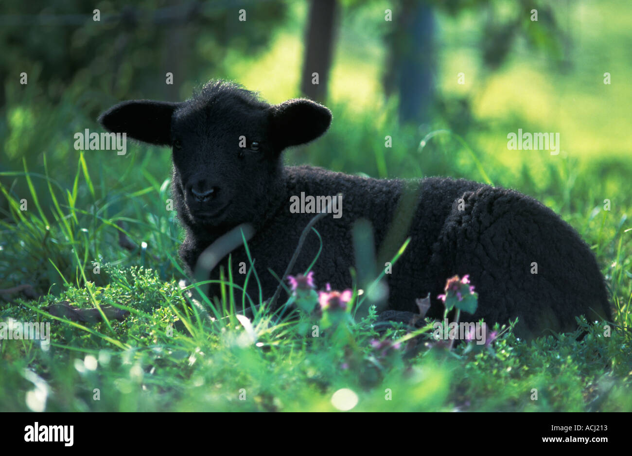 Black lamb by tree hi-res stock photography and images - Alamy