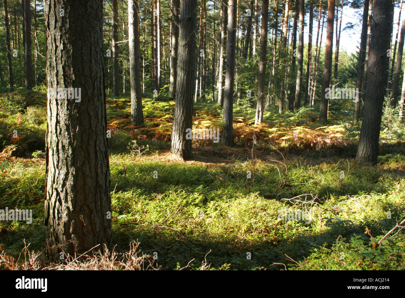 ENGLAND Worcestershire Wyre Forest A typical example of woodland within ...