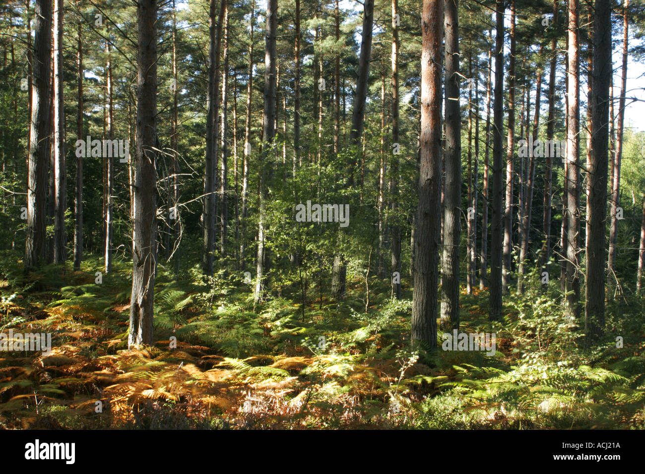 ENGLAND Worcestershire Wyre Forest A typical example of woodland within ...