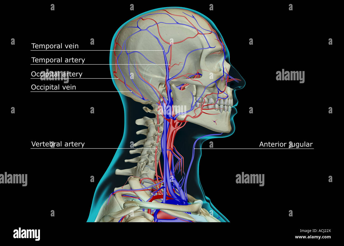The blood supply of the head and neck Stock Photo - Alamy