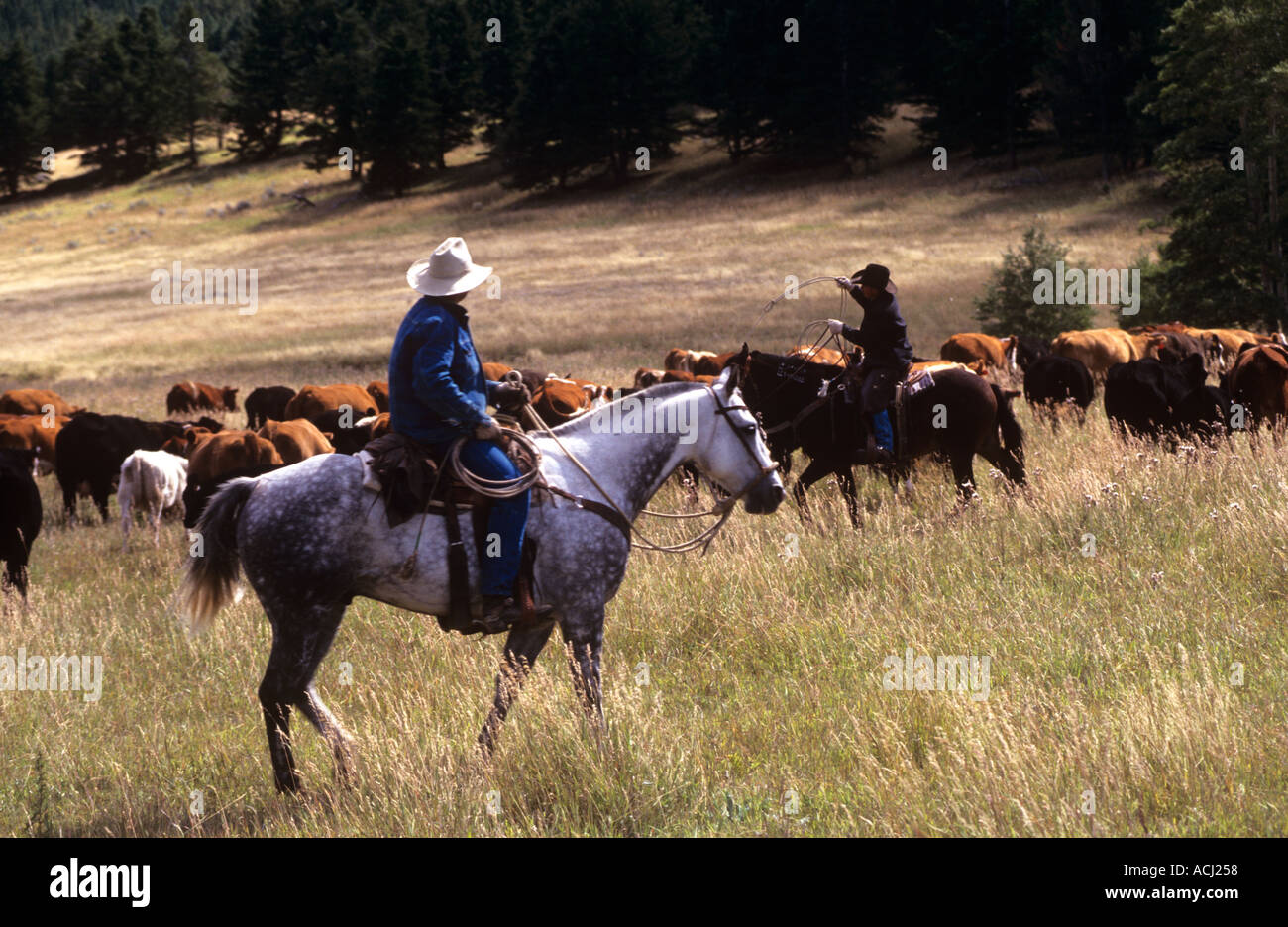 Cattle Roundup In The High Pastures Of Lonesome Spur Ranch In Montana