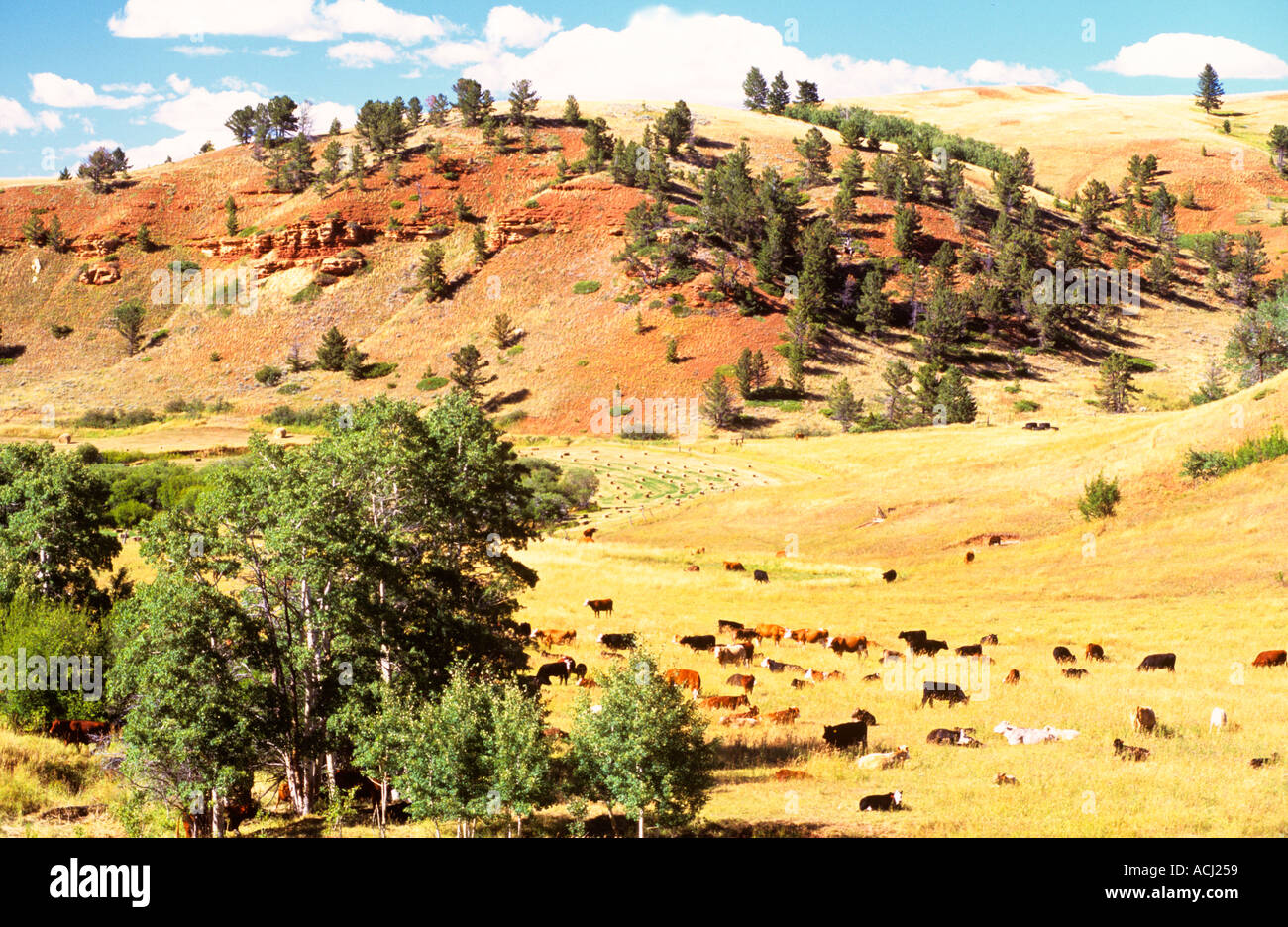 Cattle in high pasture on Lonesome Spur ranch Montana USA Stock Photo ...
