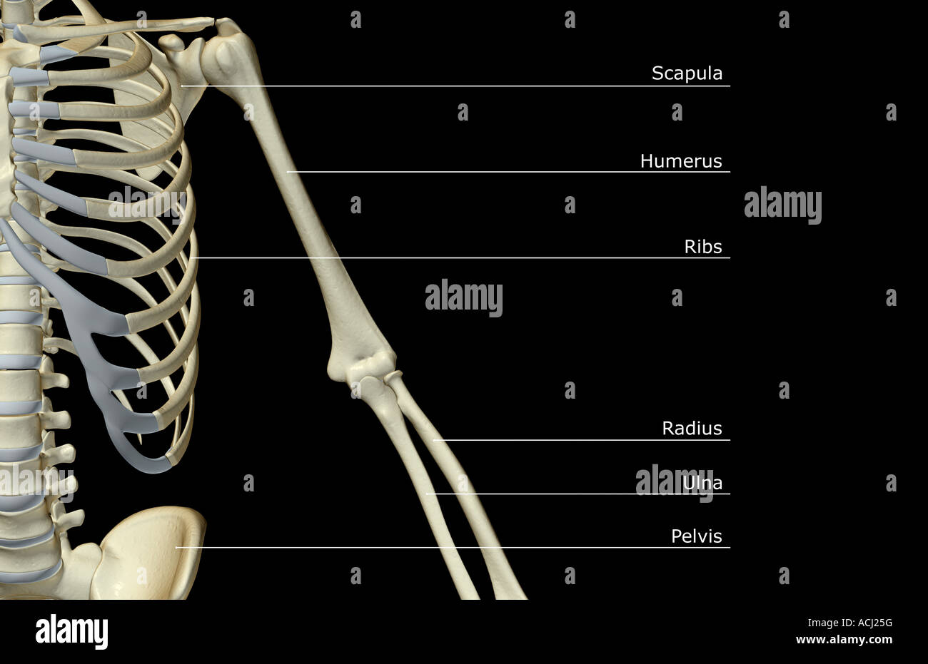 The bones of the upper limb Stock Photo - Alamy