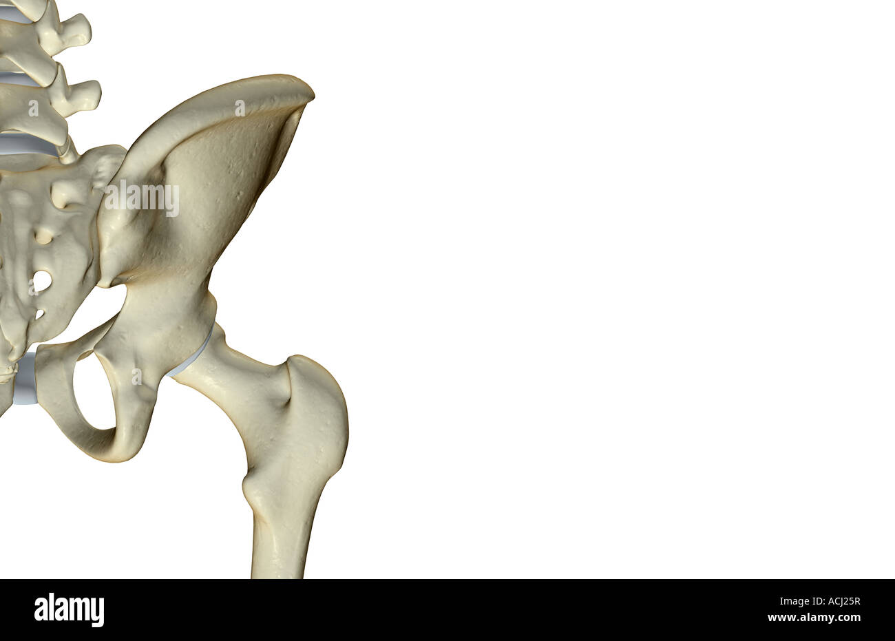 The bones of the hip Stock Photo - Alamy