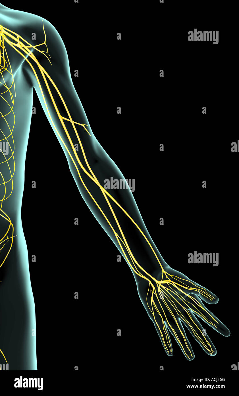 The nerves of the upper limb Stock Photo - Alamy