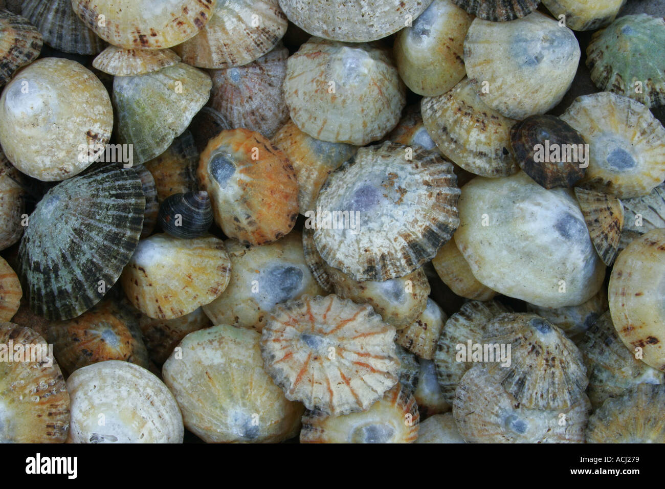 Collection of limpet shells hi-res stock photography and images - Alamy