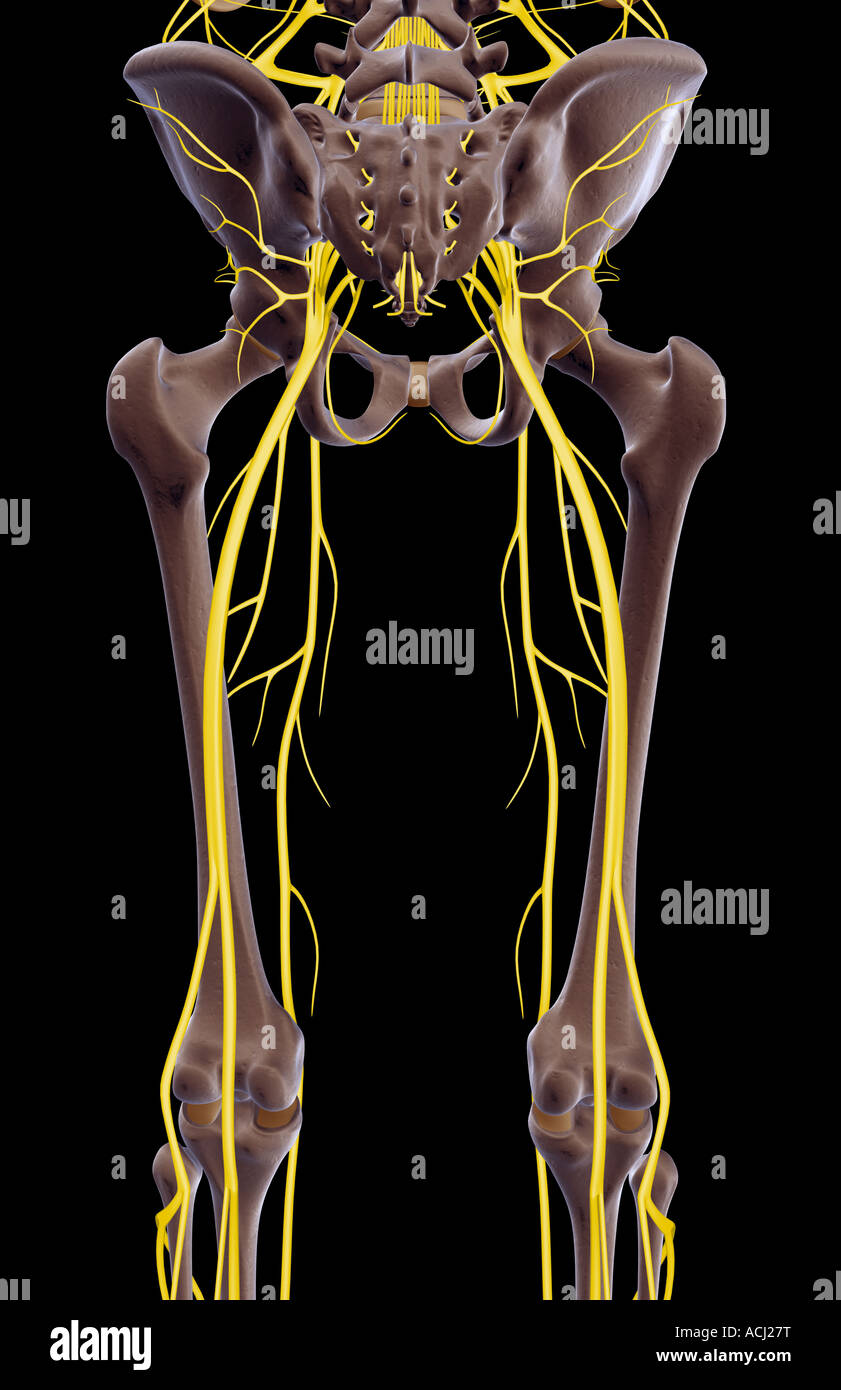 Inferior gluteal nerve hi-res stock photography and images - Alamy
