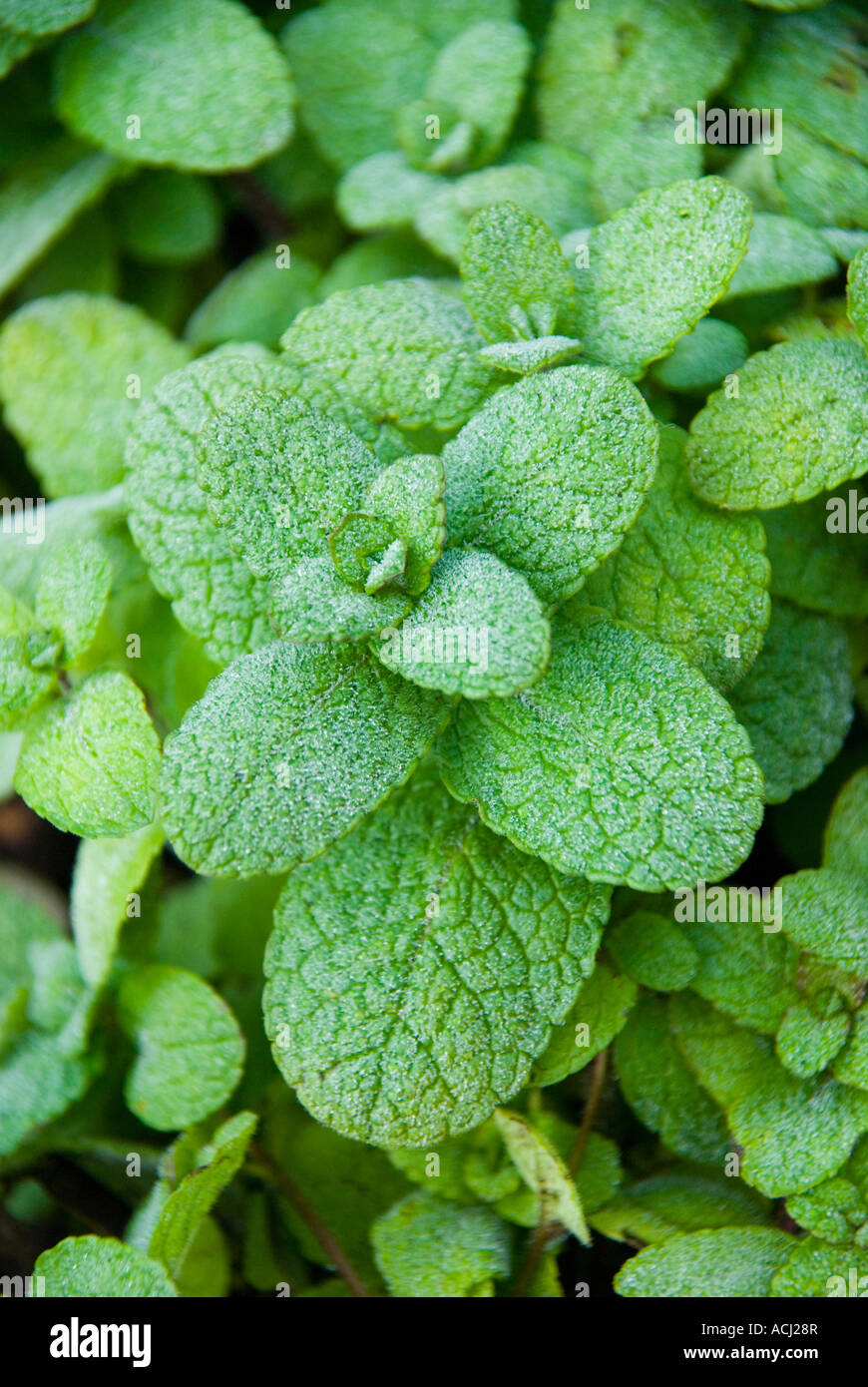 Round leafed mint Mentha rotundifolia Stock Photo - Alamy