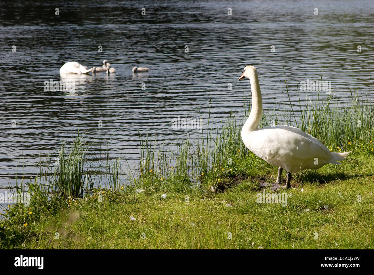 Aggressive swan scotland hi-res stock photography and images - Alamy