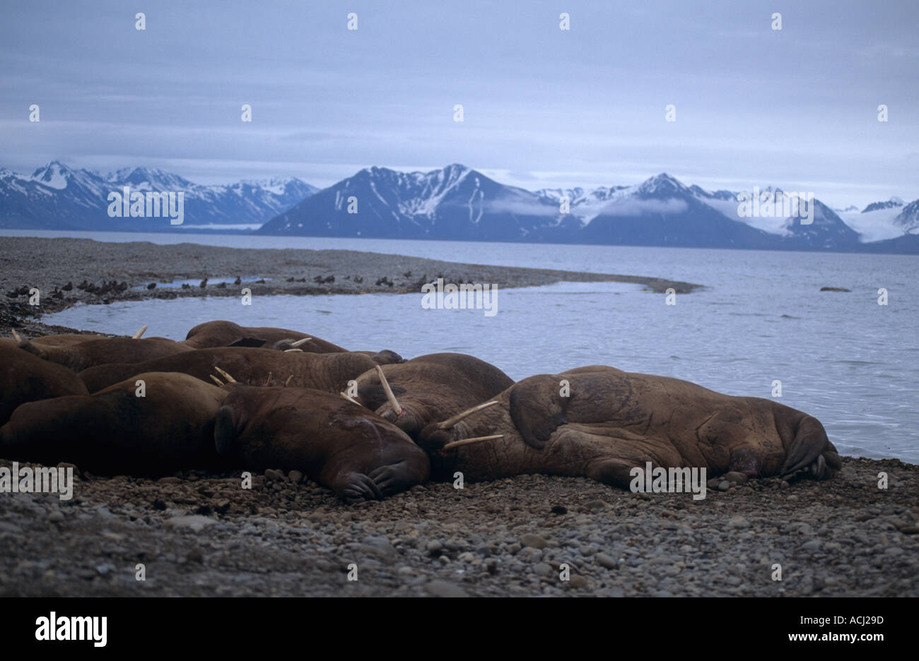 Walrus on beach Svalbard Stock Photo - Alamy