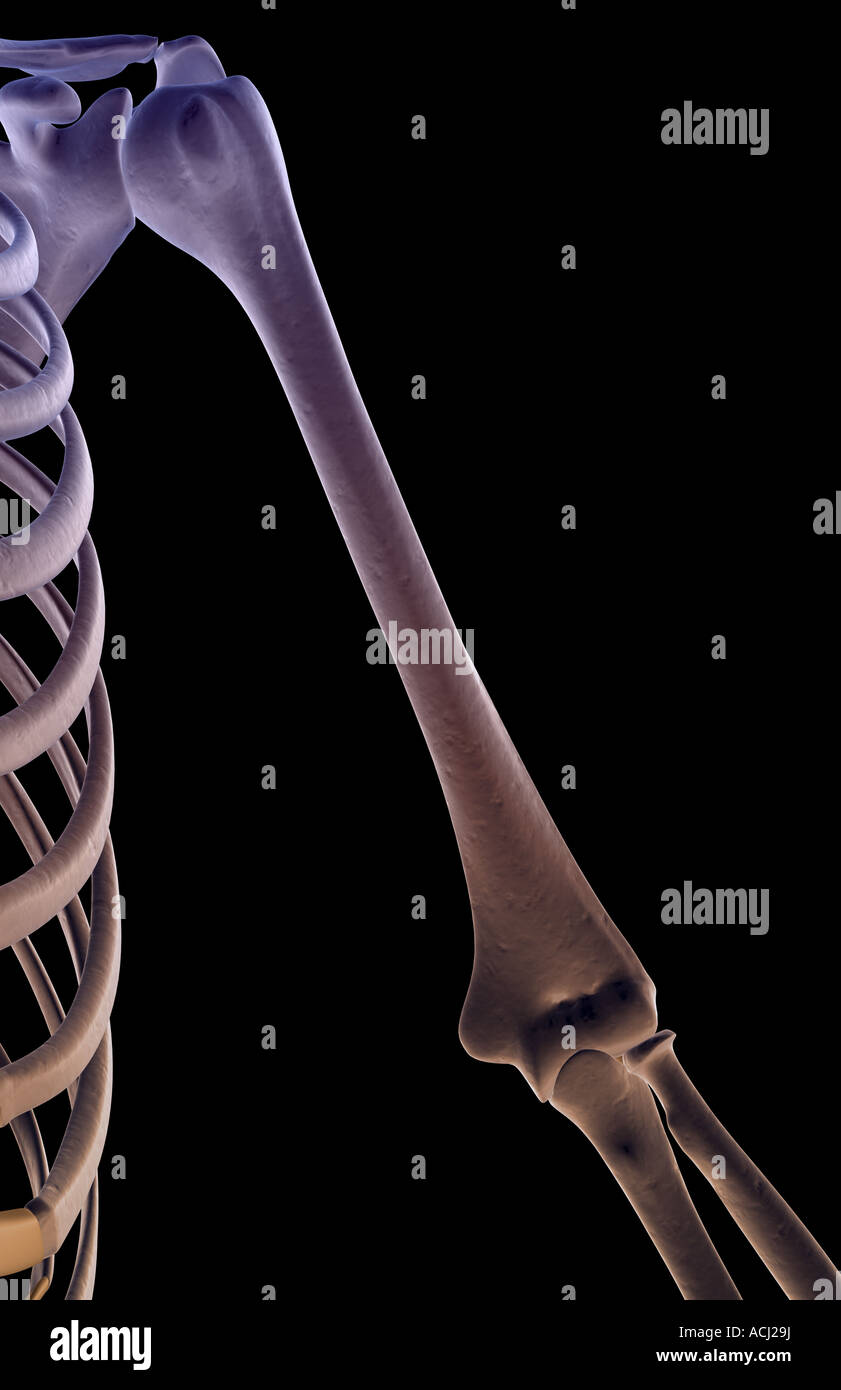 The bones of the shoulder and upper arm Stock Photo - Alamy