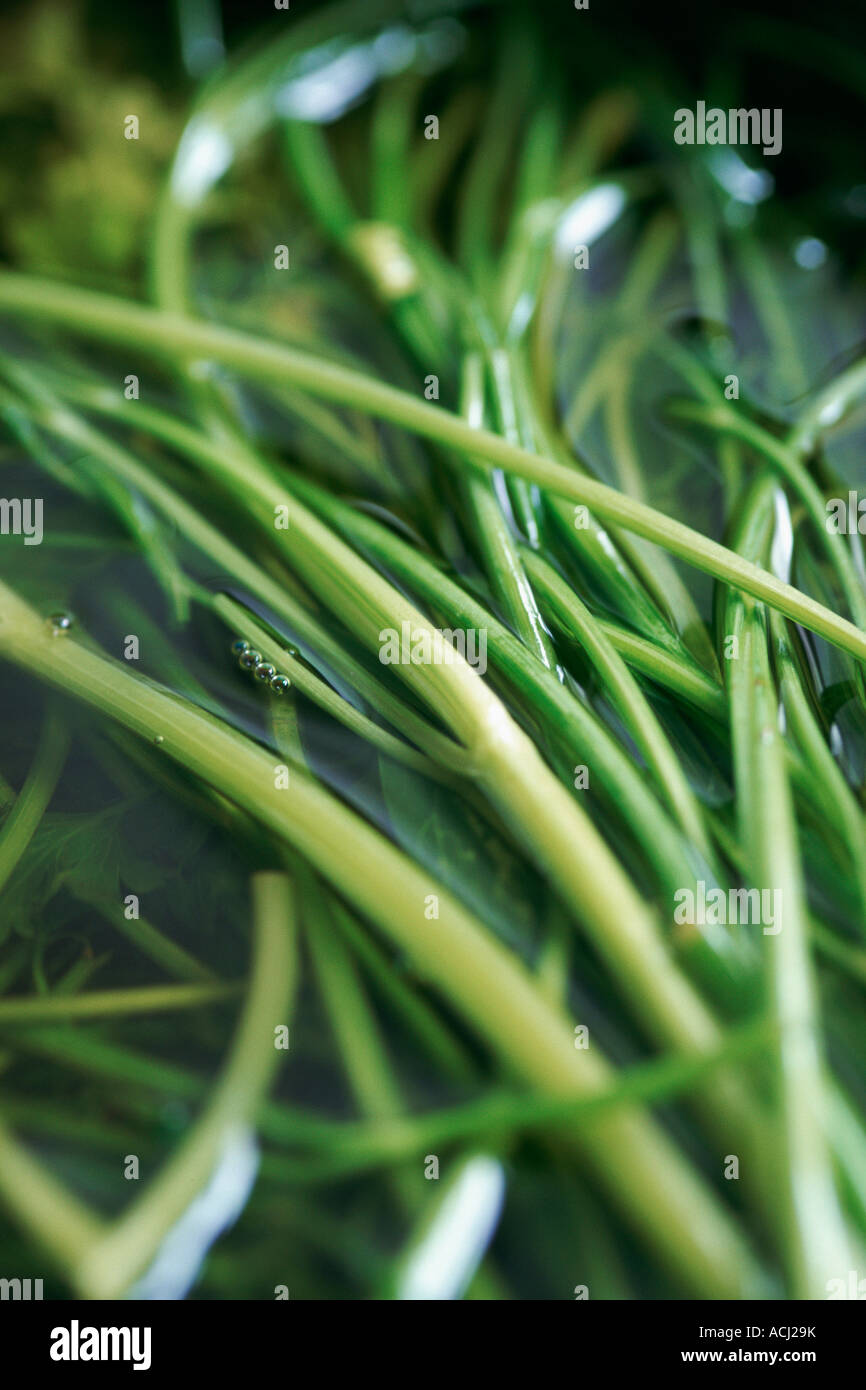 Close-up on parsley in water Stock Photo - Alamy
