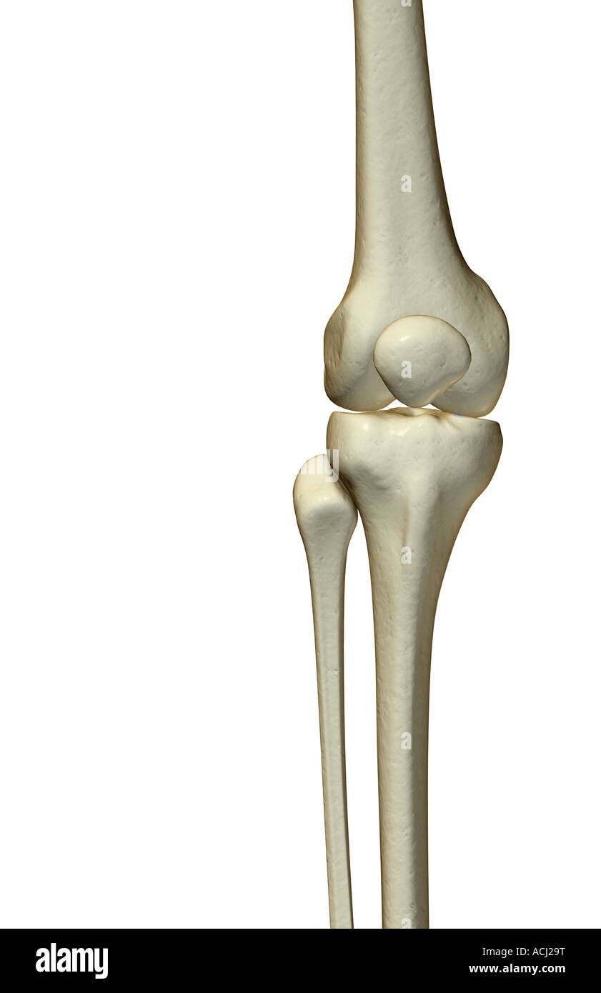 The bones of the knee Stock Photo - Alamy