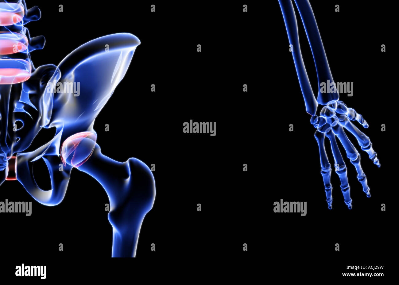 The bones of the hip Stock Photo - Alamy