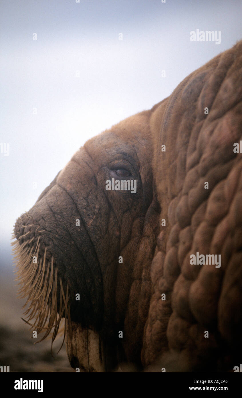 Walrus face close up svalbard hi-res stock photography and images - Alamy