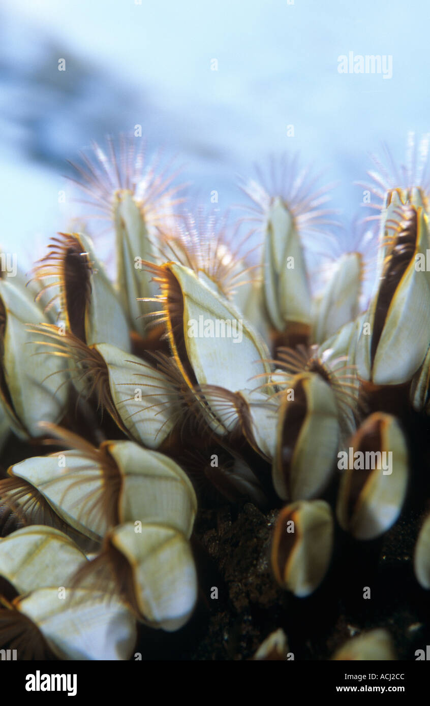 Colony of barnacles filtering water feeding on log Pacific Ocean Stock ...