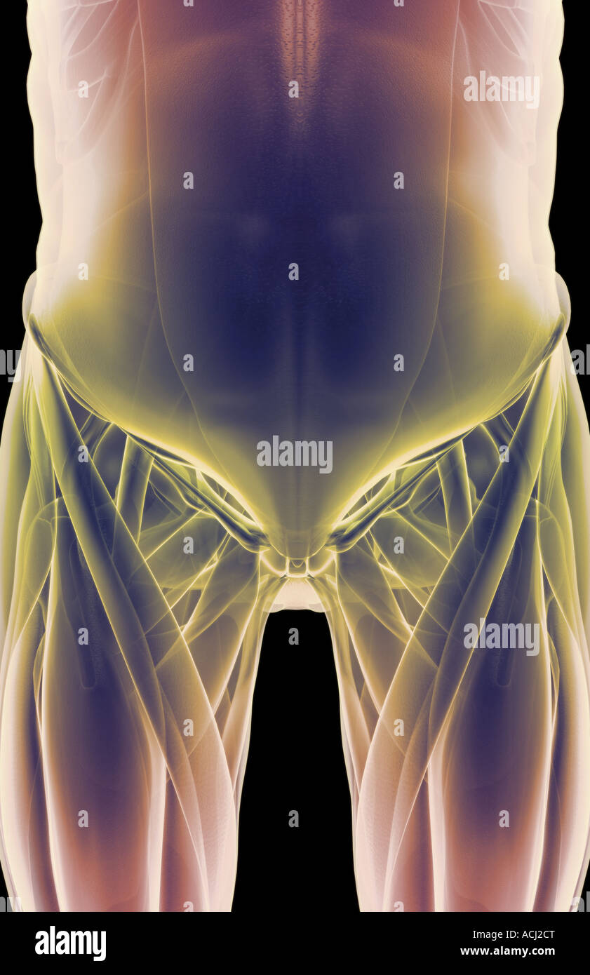 Psoas iliacus hi-res stock photography and images - Alamy