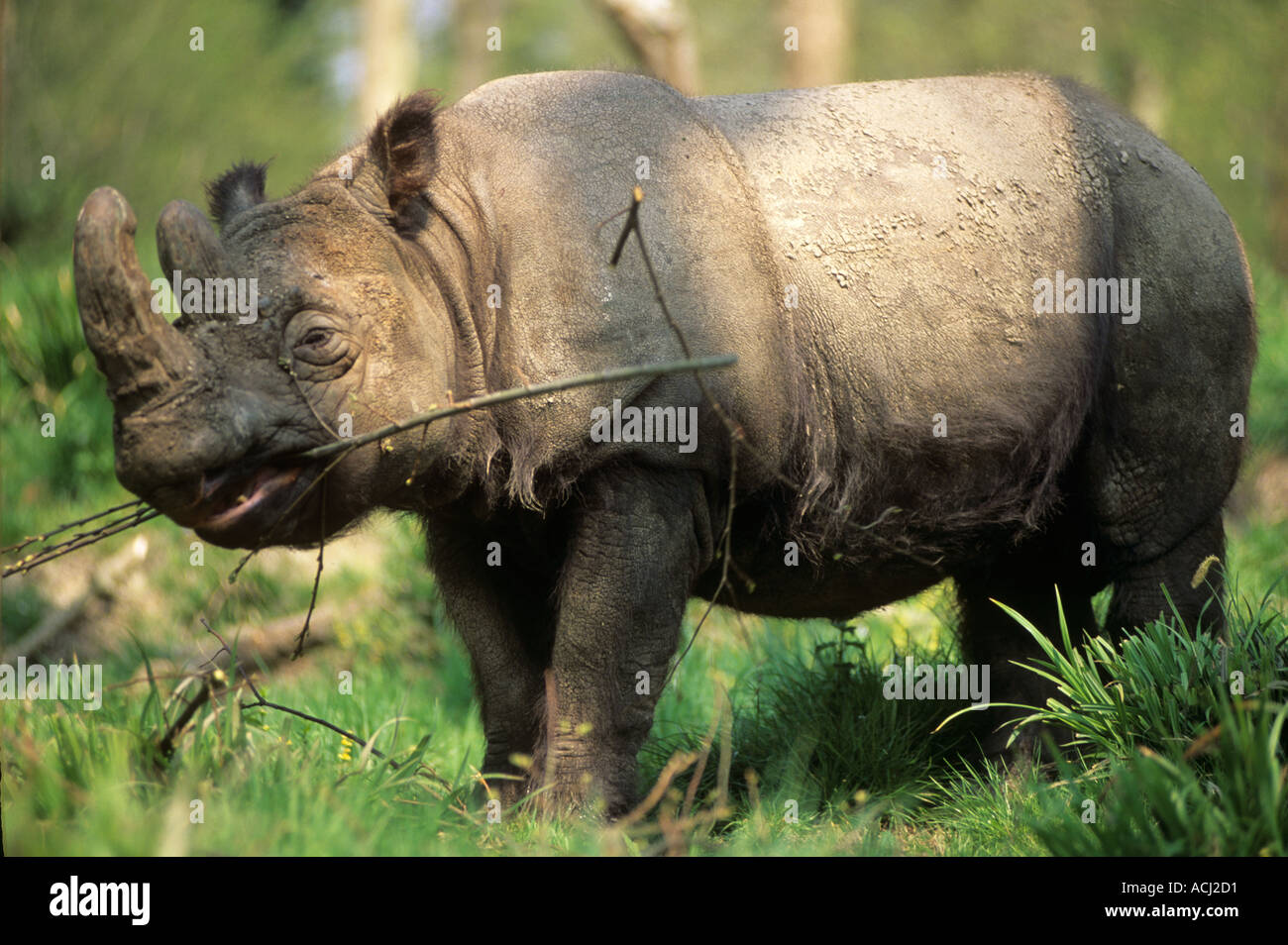 Sumatran rhino hi-res stock photography and images - Alamy