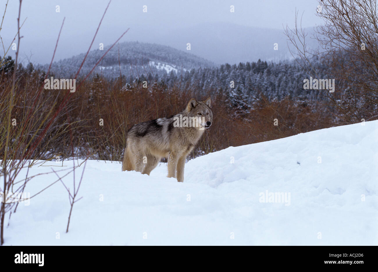 North american timber wolf Canis lupis Stock Photo - Alamy