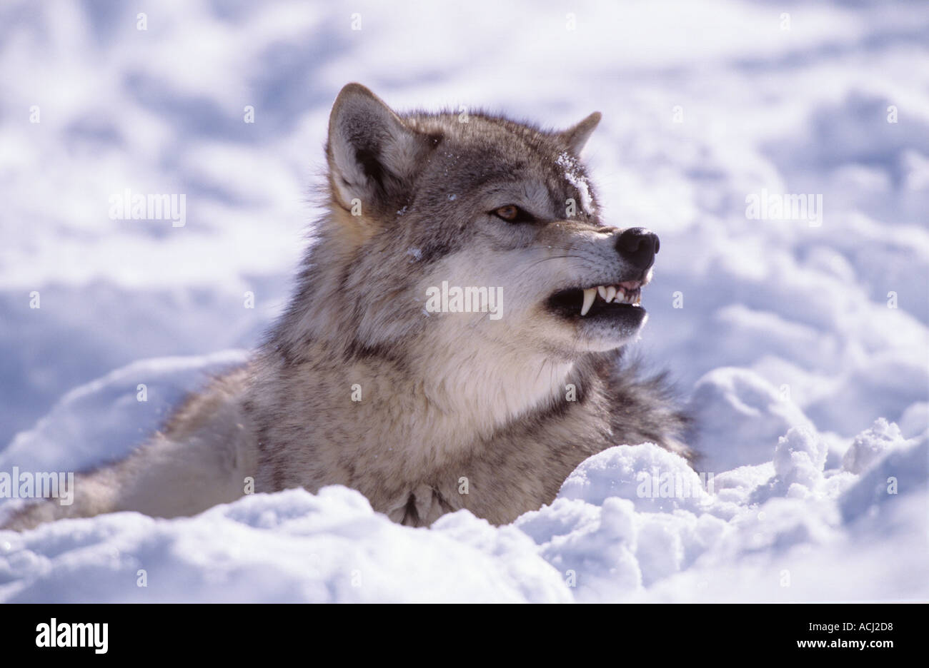 North american timber wolf Canis lupis Stock Photo - Alamy