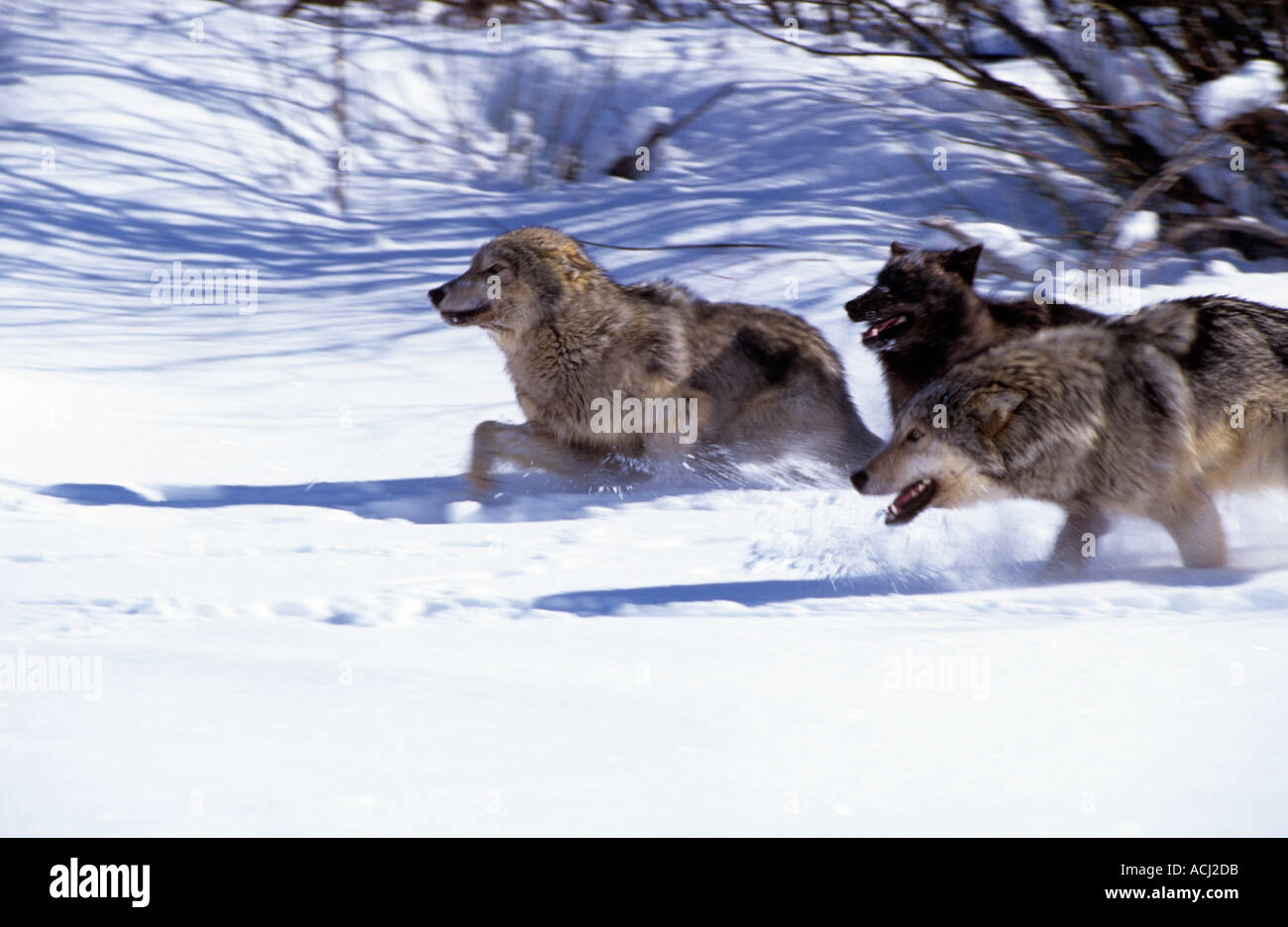 North american timber wolf Canis lupis Stock Photo - Alamy