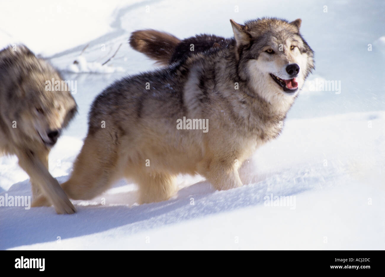 North american timber wolf Canis lupis Stock Photo - Alamy