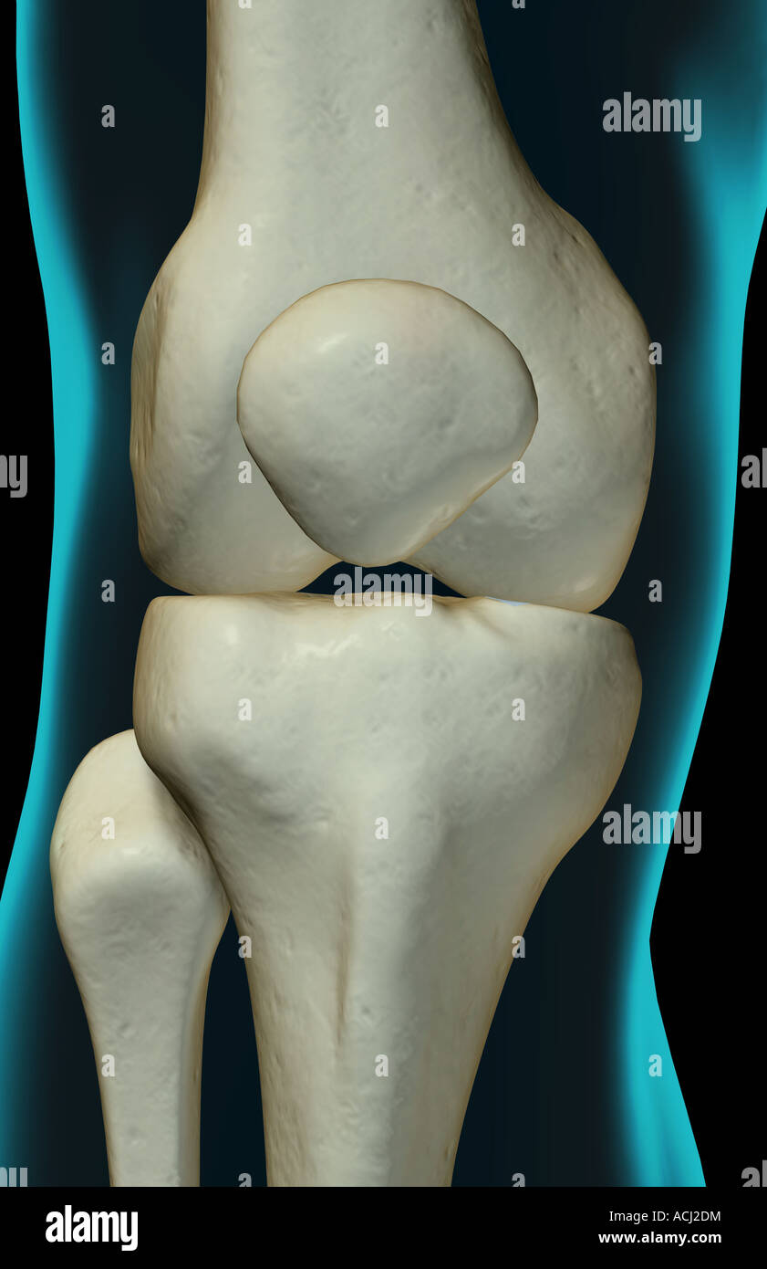 The bones of the knee Stock Photo - Alamy