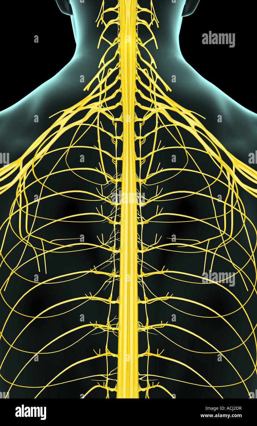 Thoracic Spinal Nerves High Resolution Stock Photography and Images - Alamy