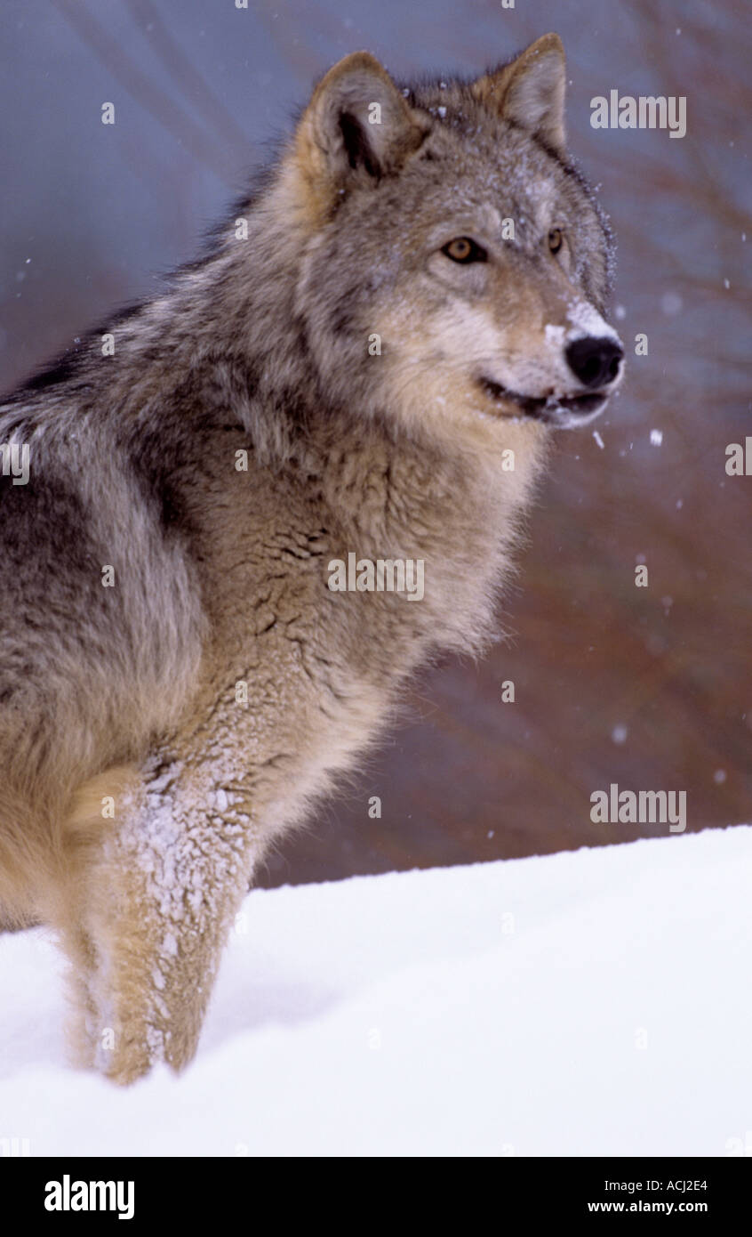 American timber hi-res stock photography and images - Alamy