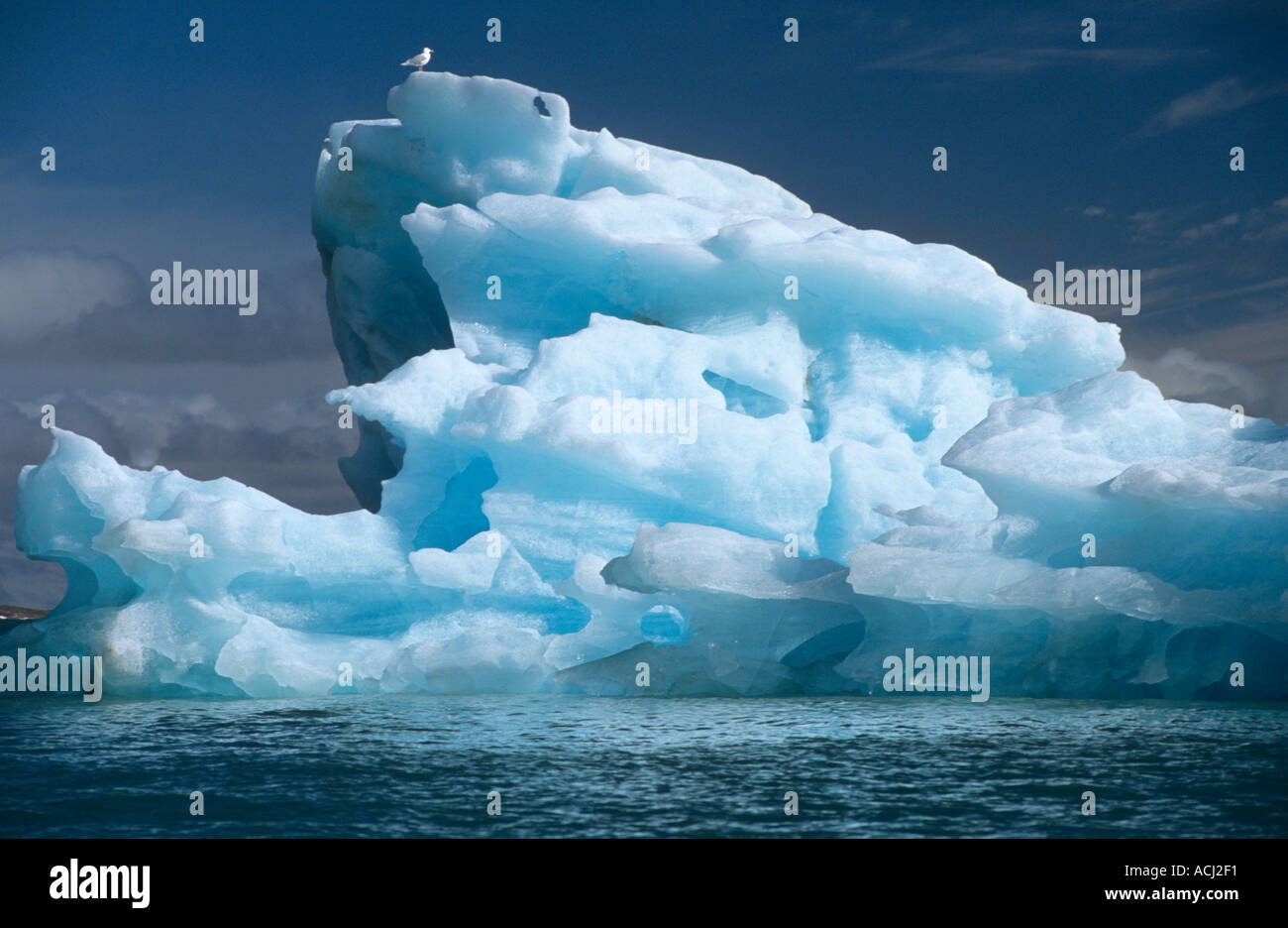 Blue Glacial ice calved from Monaco glacier floating in Liefdefjorden Svalbard Stock Photo - Alamy