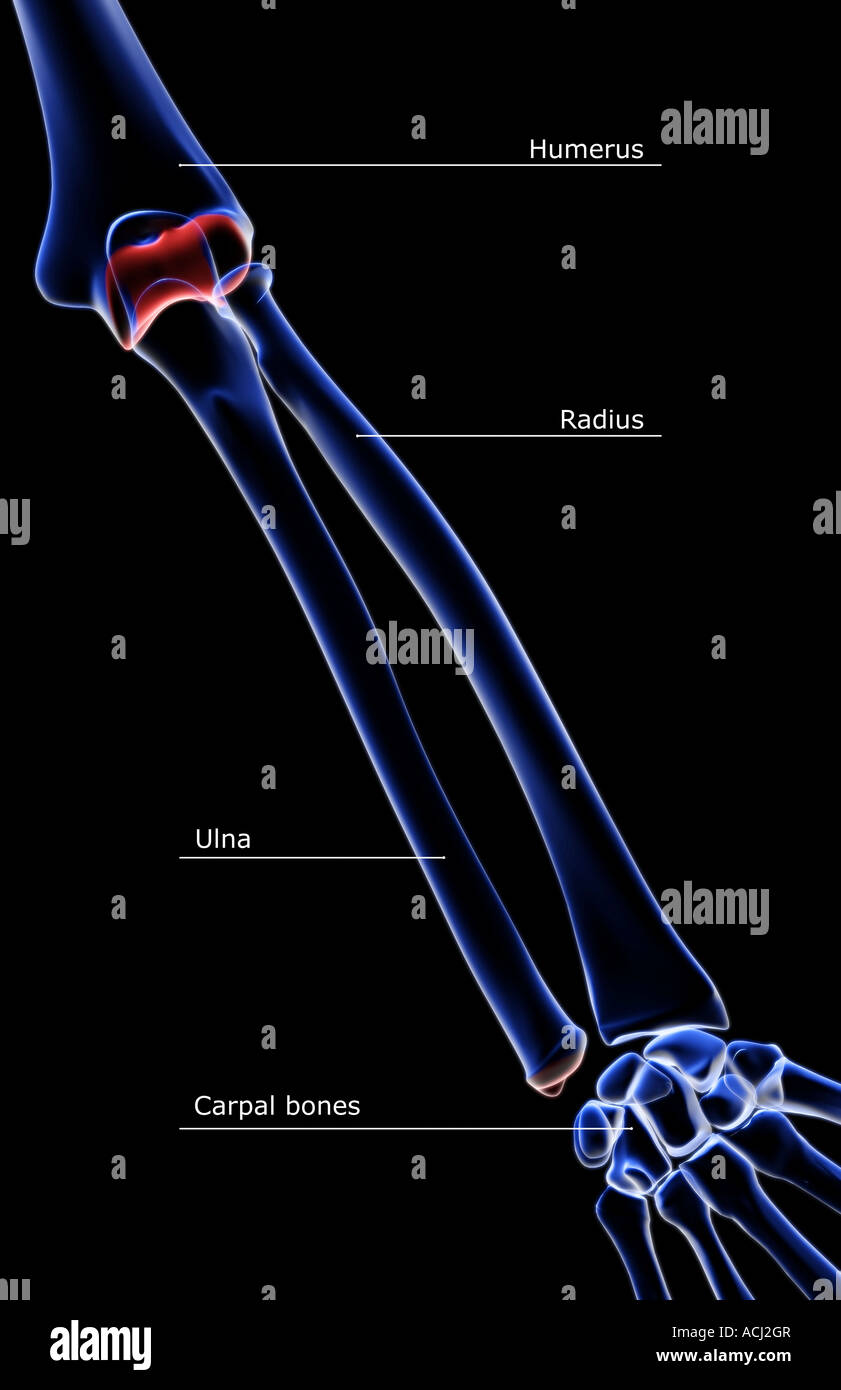 X ray of the forearm bones hi-res stock photography and images - Alamy
