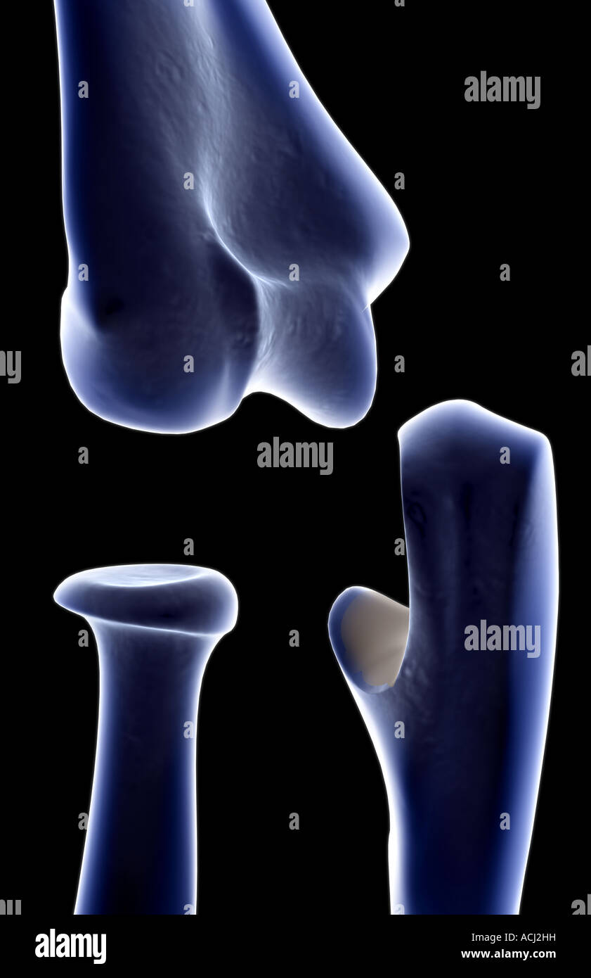 The bones of the elbow Stock Photo - Alamy