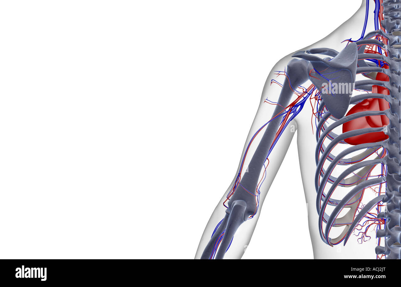 The blood supply of the shoulder and upper arm Stock Photo - Alamy